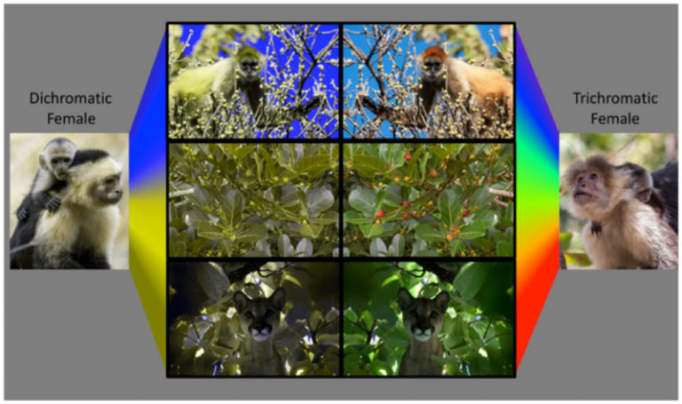 Amazing Goat Eyes and Remarkable Senses! - Goat Journal